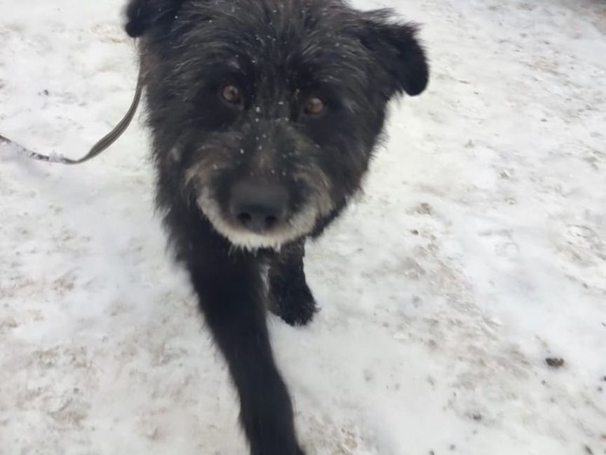 Милый Гоша в дар