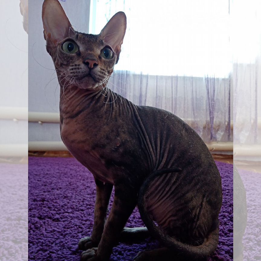 Донской сфинкс кошка