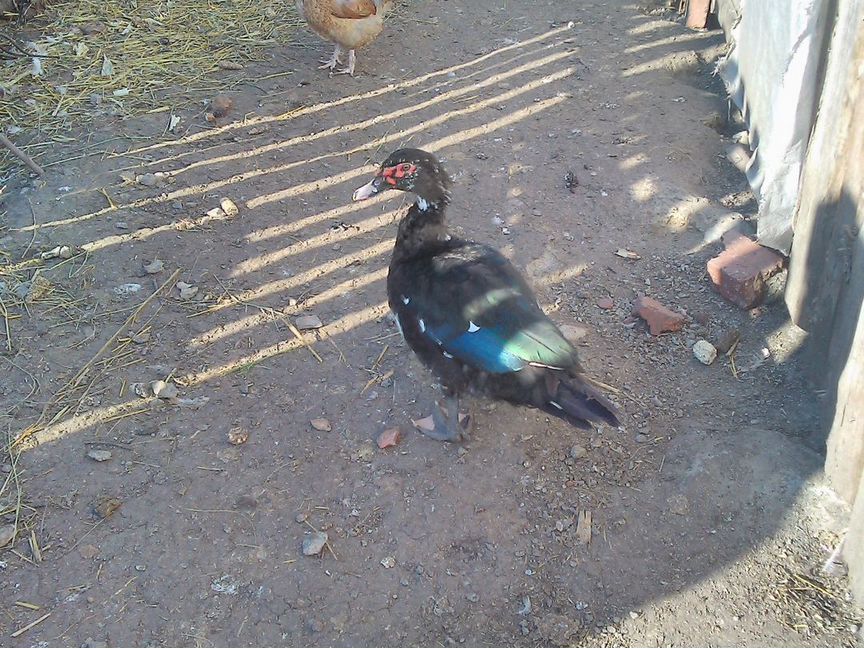 Мускусные утки