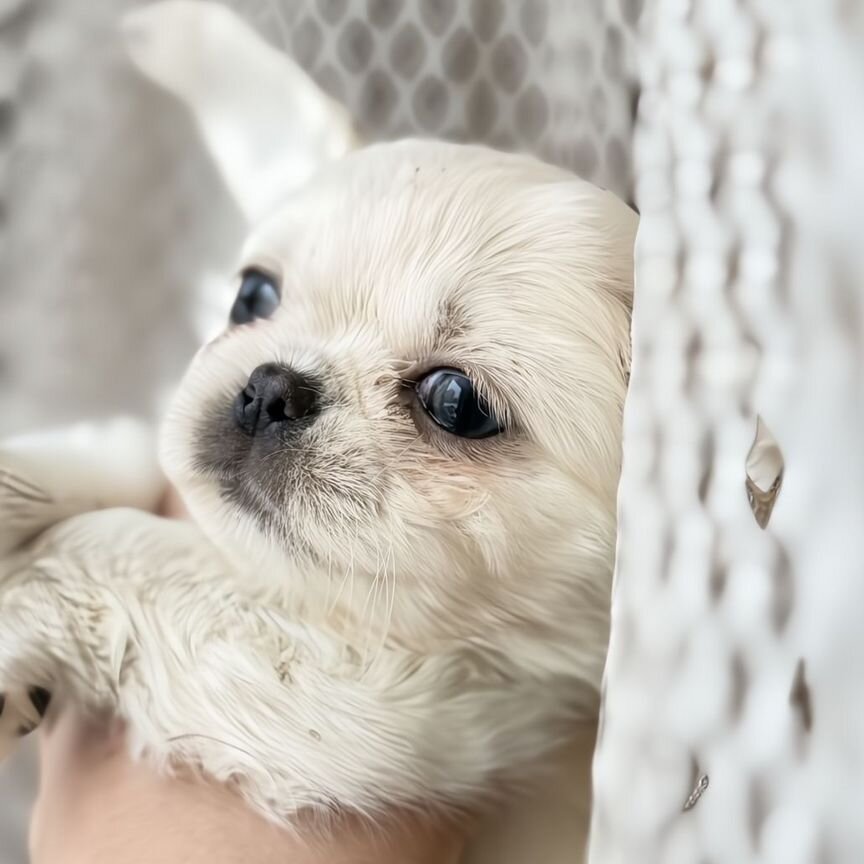 Чихуахуа, щенок