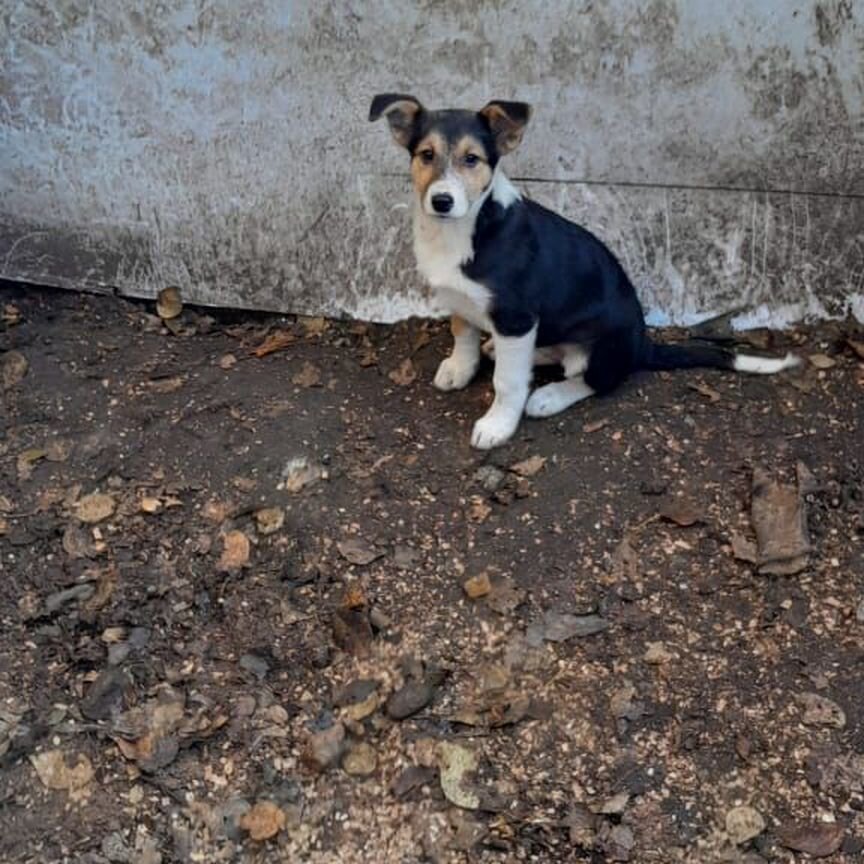 Щенки ждут своих мампап страдают