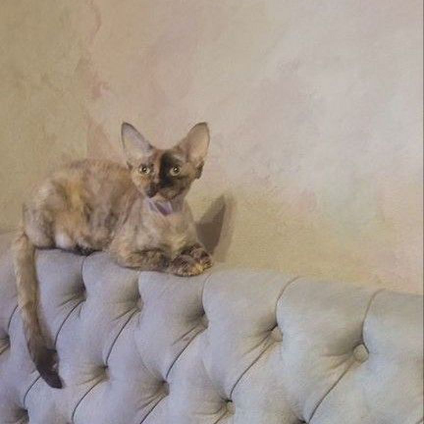 Кошка Девон-рекс