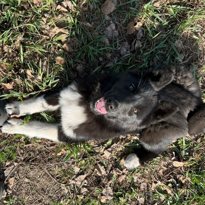 Русско европейская лайка