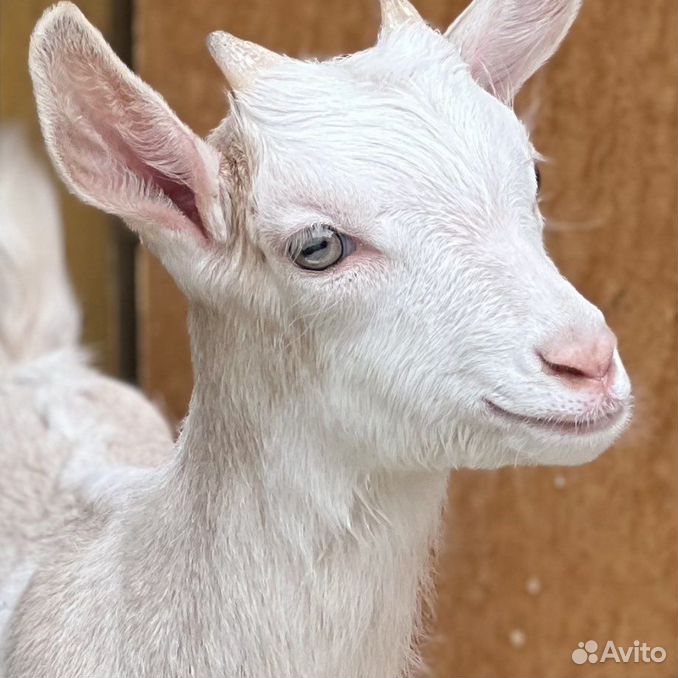 Альпийский или Русский белый козлики