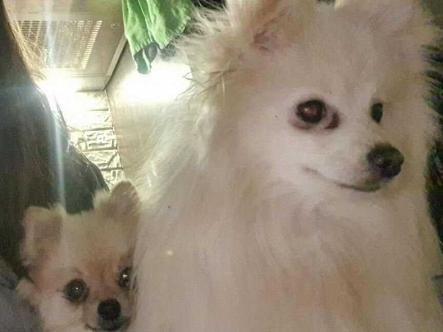 Продам шпицов взрозлых