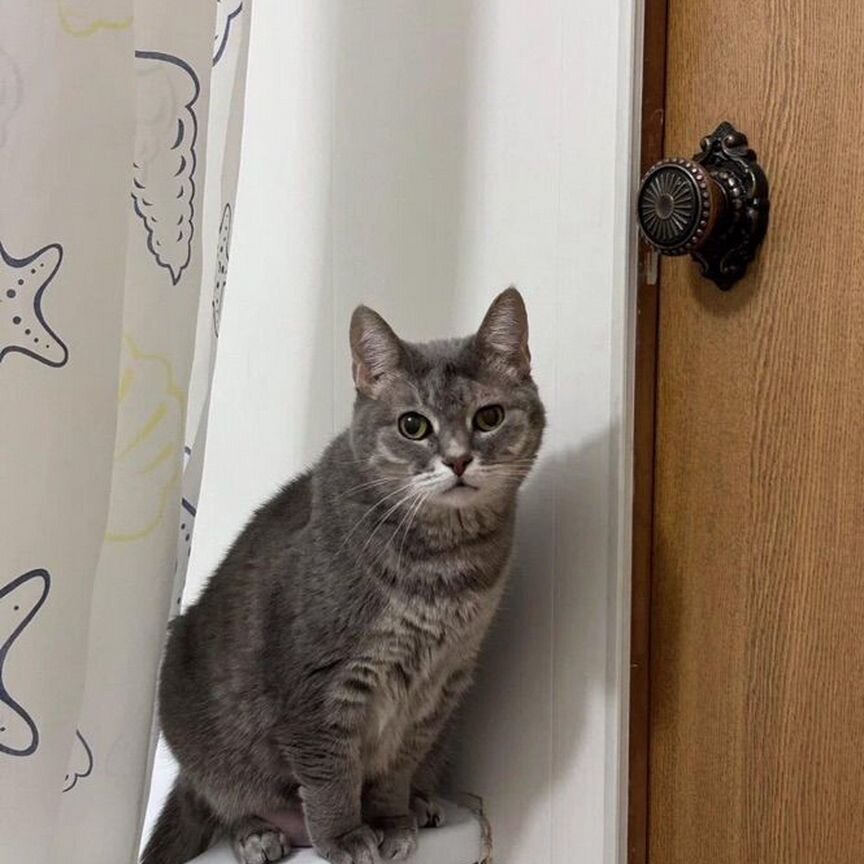 Кошка в добрые руки