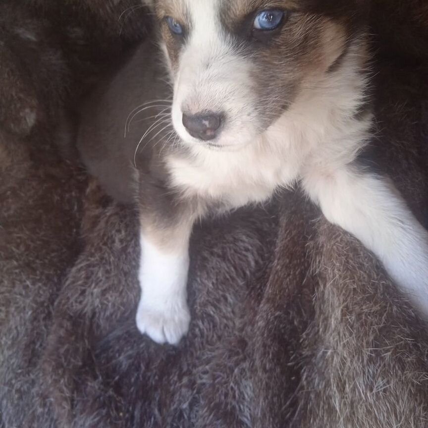 Щенки в добрые руки