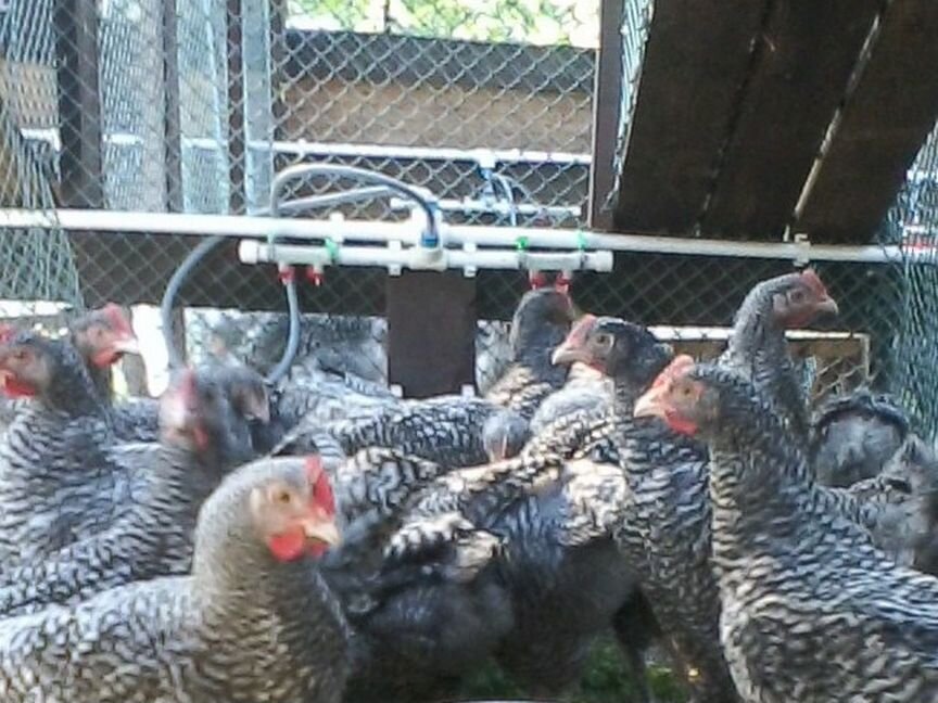 Куры несушки молодки Доминант Д300 110 дней