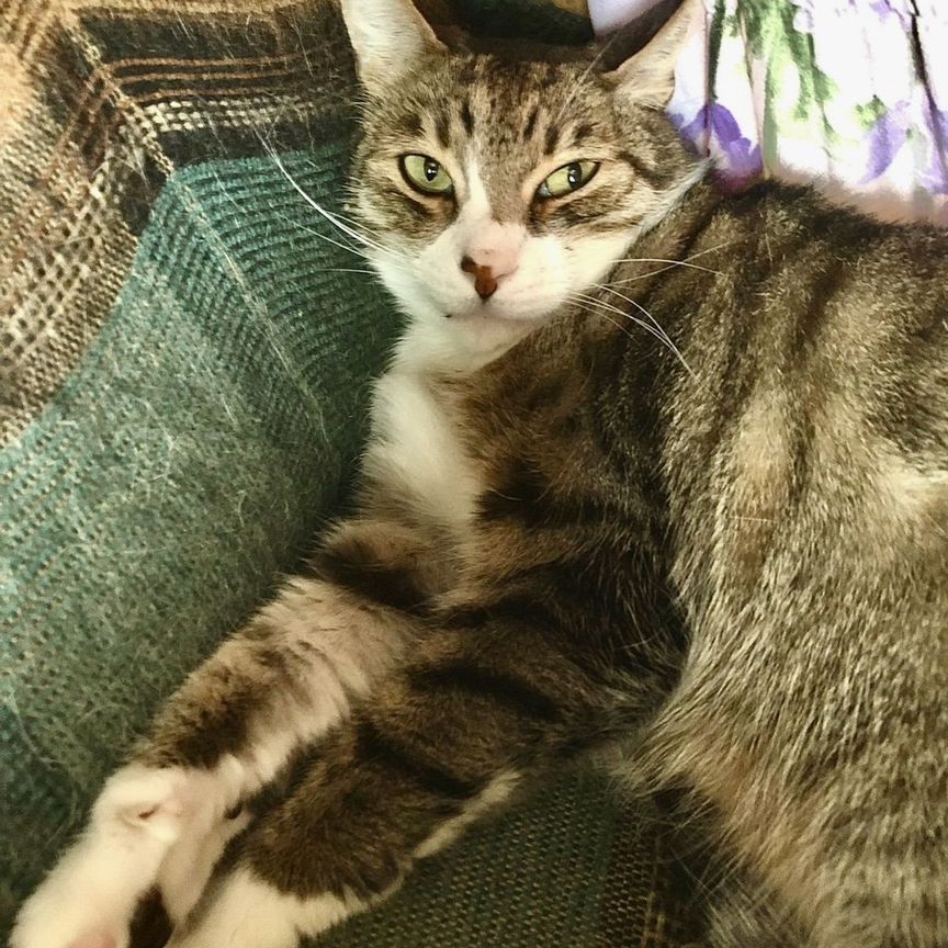 Котик в добрые руки