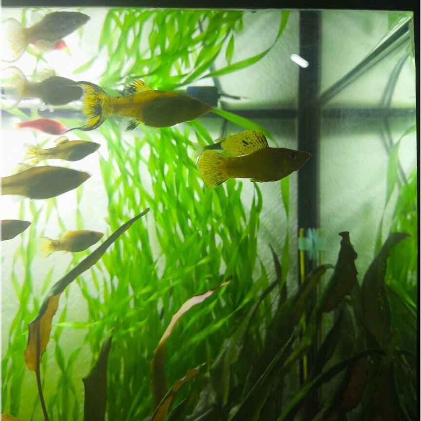 Моллинезии