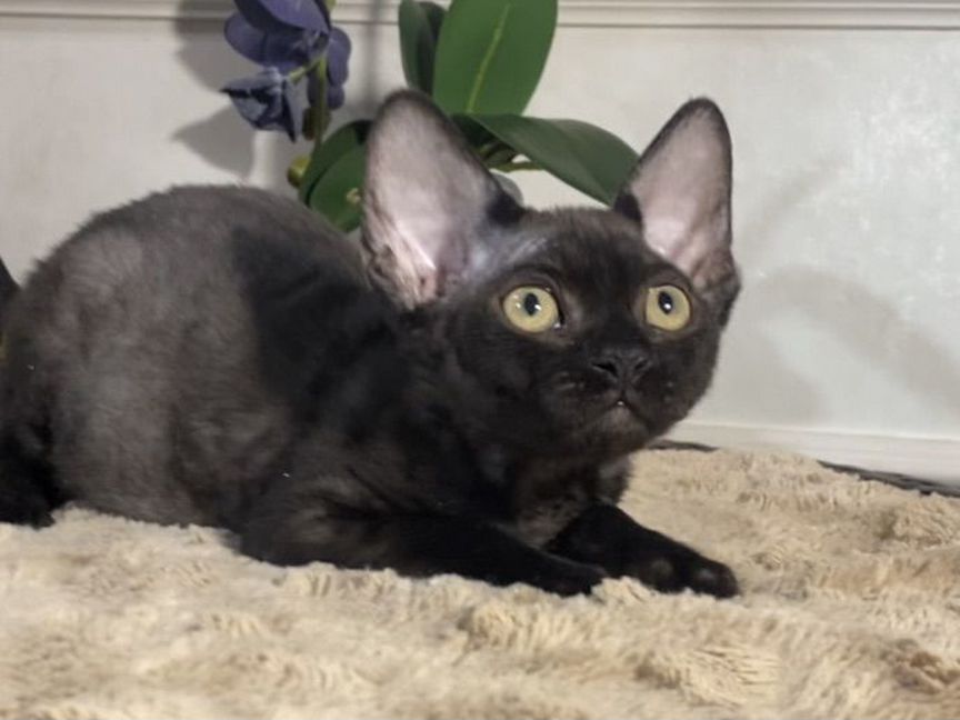 Котенок мальчик