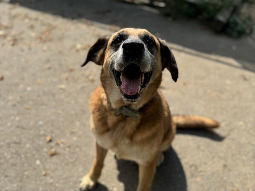 Собака добряк из приюта Некрасовка