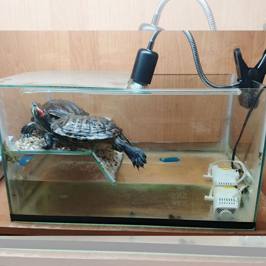 Аквариум для черепах