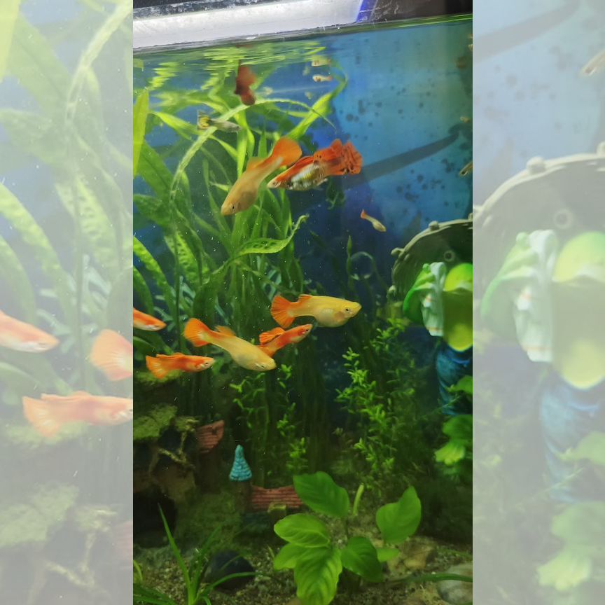 Рыбки гуппи чистая линия