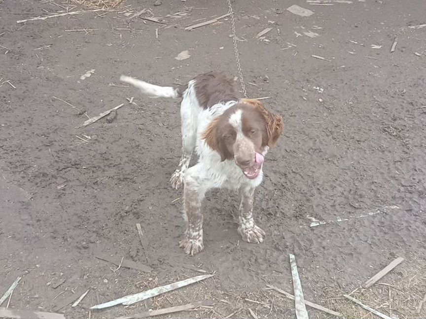 Русский охотничий спаниель