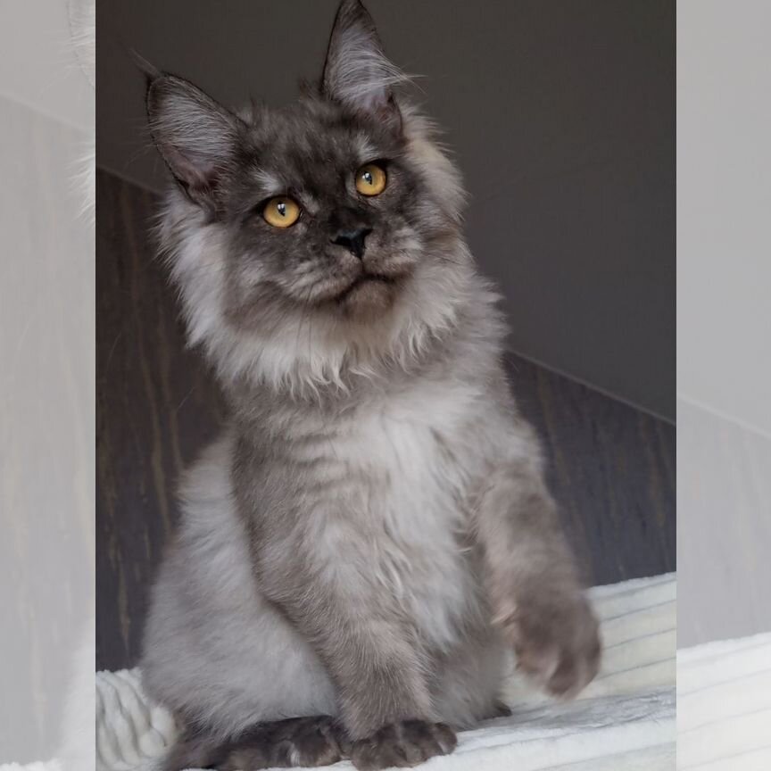 Мейн-кун котёнок