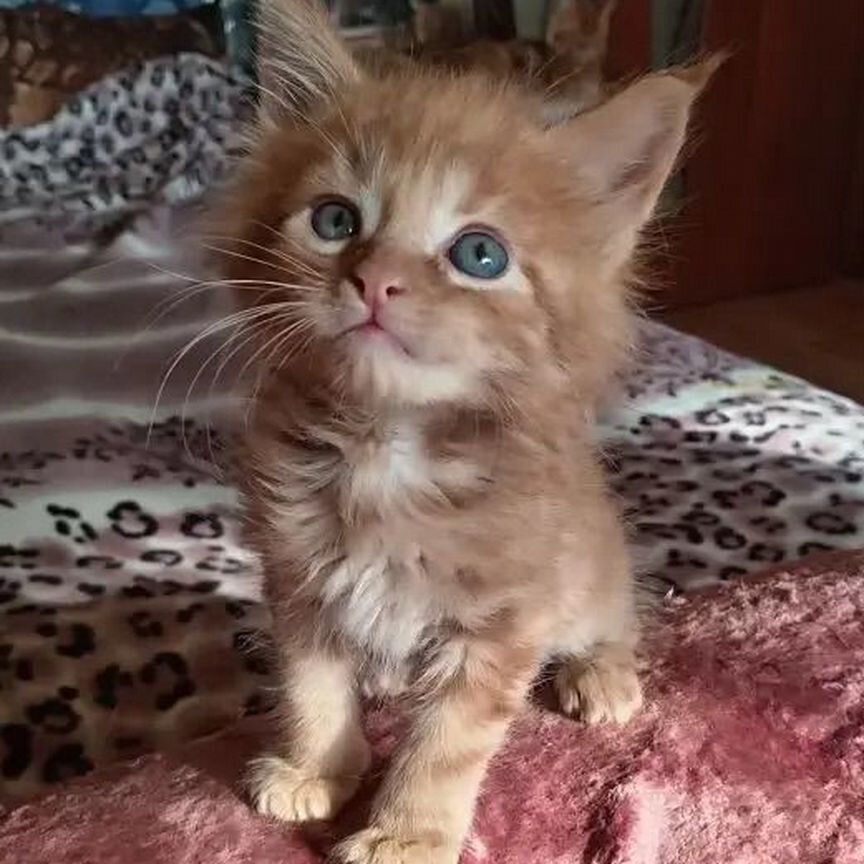 Мейн-кун котёнок