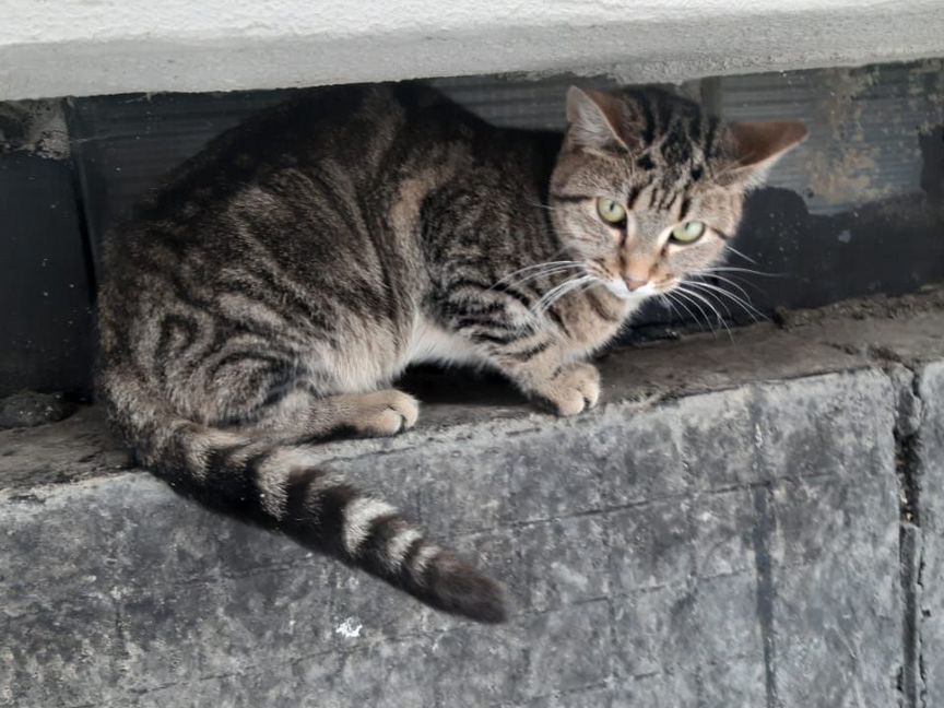 Полосатая кошечка,бездомный котенок,подкидыш котик