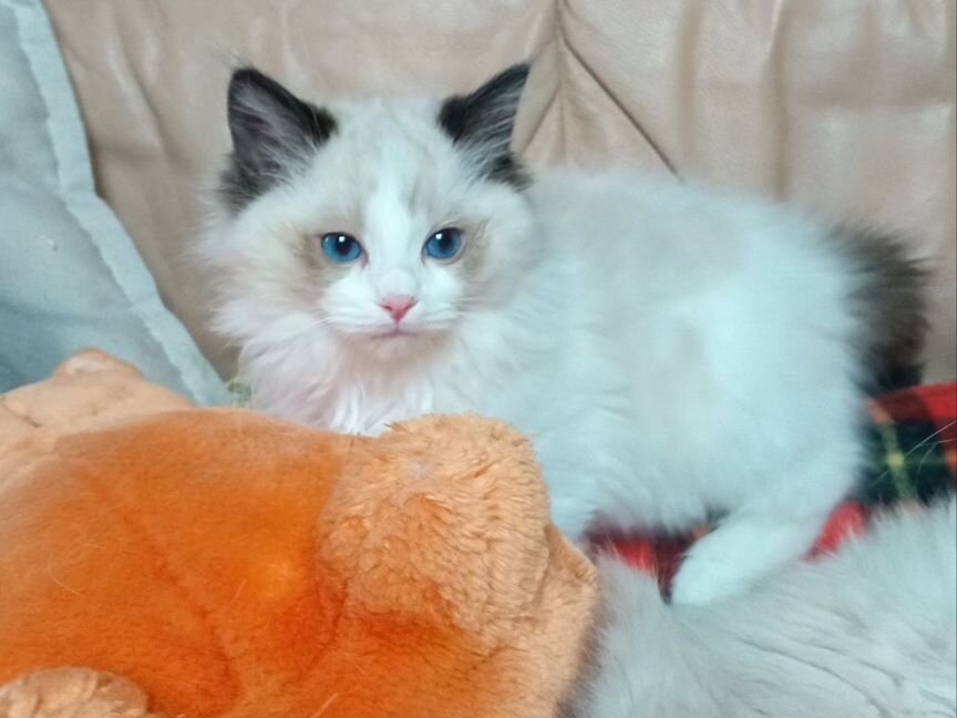 Замечательный мальчик рэгдолл от Чемпионов