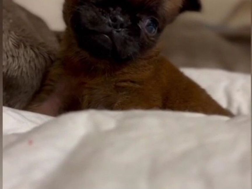 Пти брабансон мини мальчик