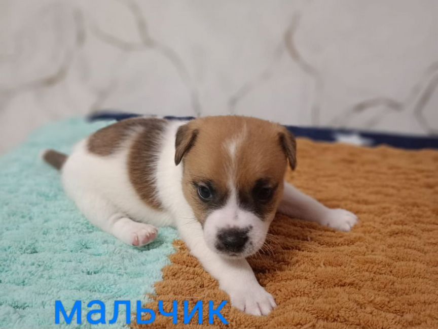 Джек Расл терьер щенки