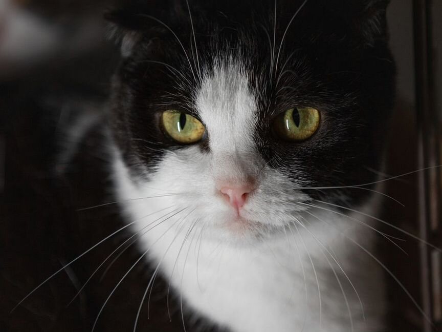 Кошечка Энни в добрые руки