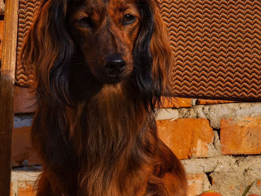 Тигровый кобель таксы для взяки