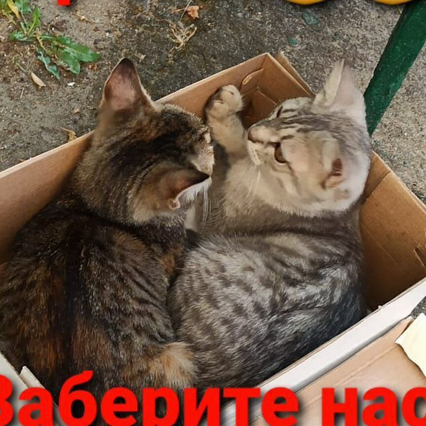 Больные котята ищут дом