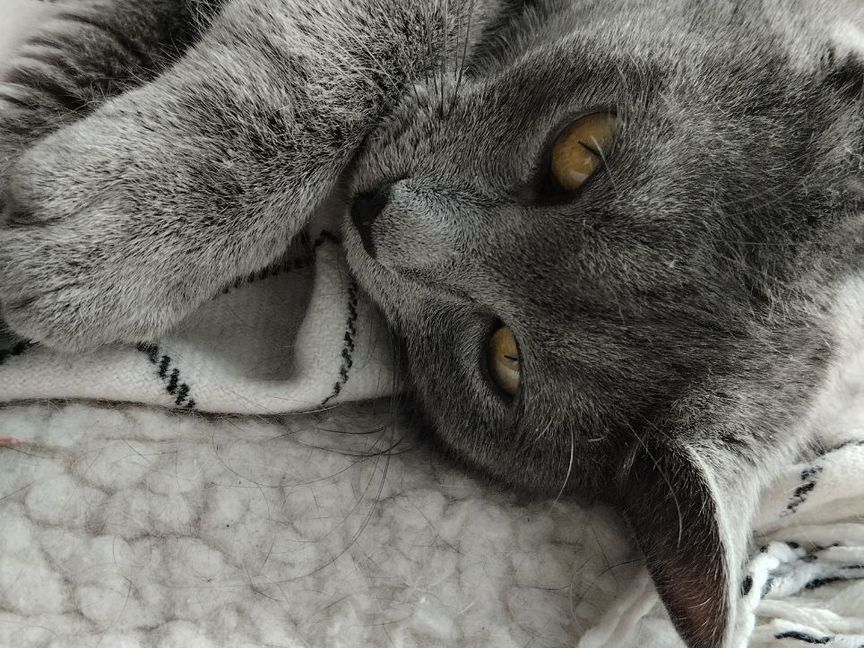 Кошка полубританка