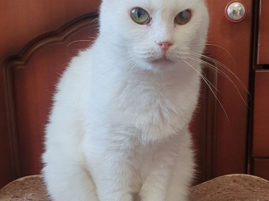 Кошка белая