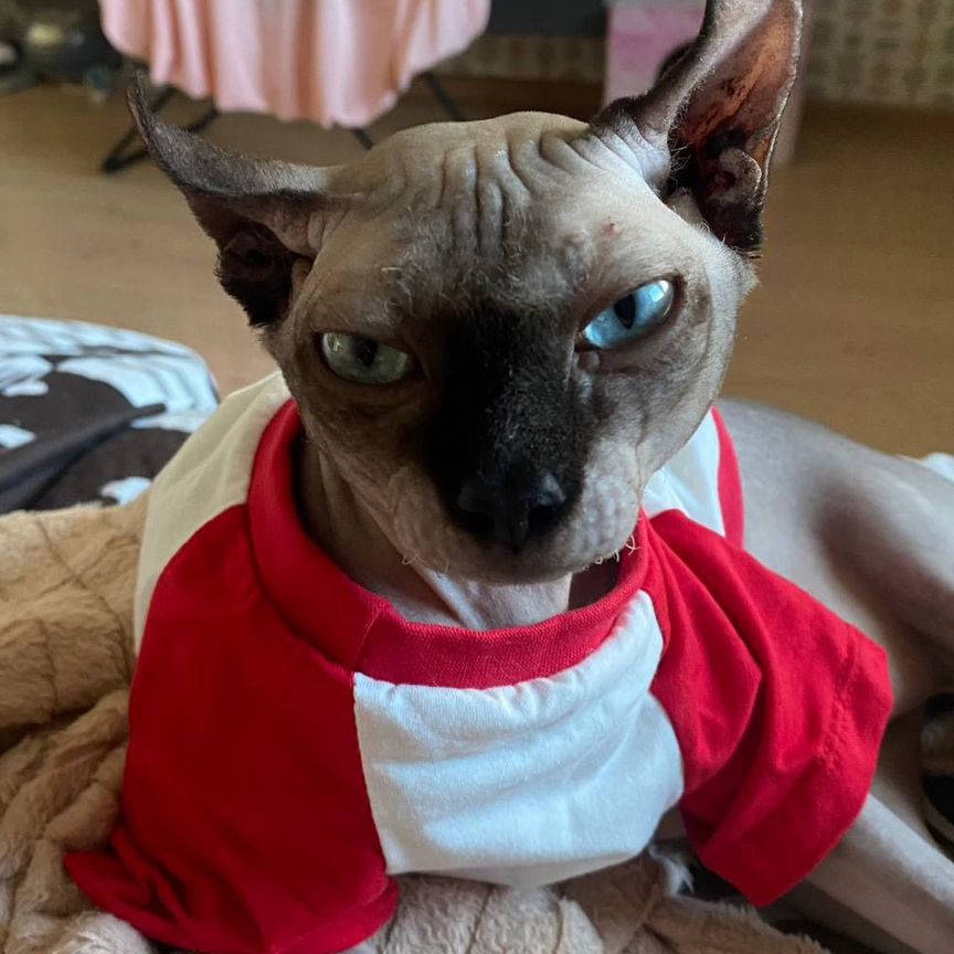 Канадский сфинкс, взрослый кот