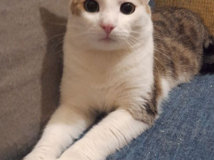 Молодой котик в добрые руки