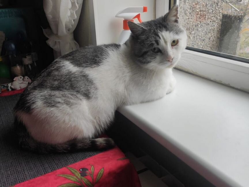 Большой кот из приюта