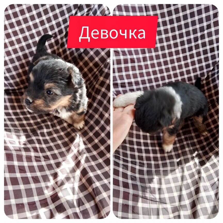Щенки в добрые руки