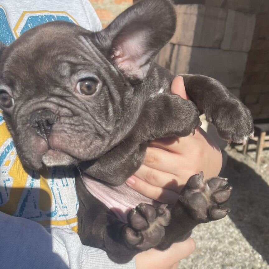 Французский бульдог