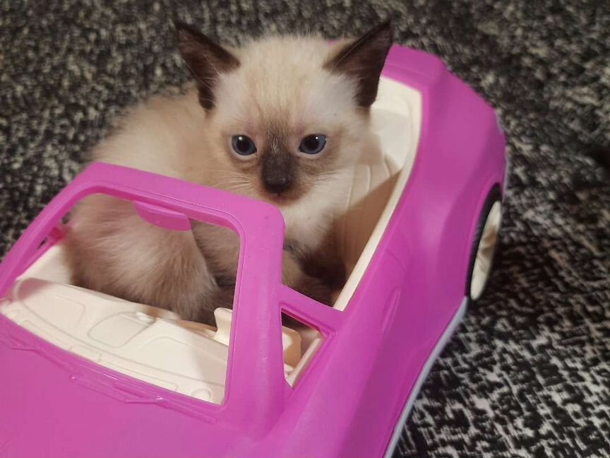 Котята в добрые руки 1 месяц сиамцы