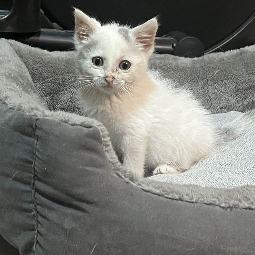 Котенок