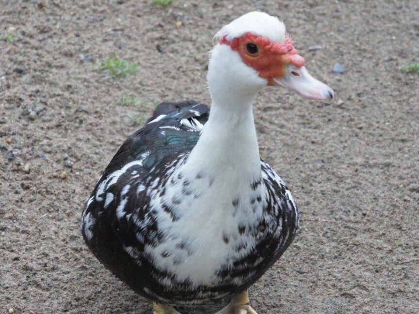 Мускусные утки