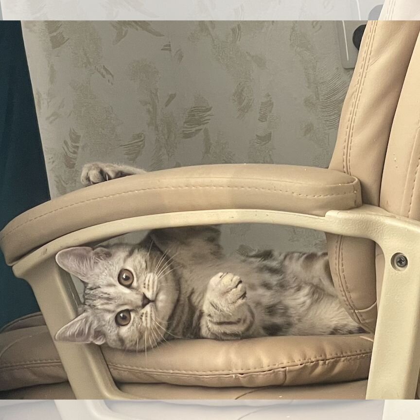 Британская короткошёрстная, взрослая кошка