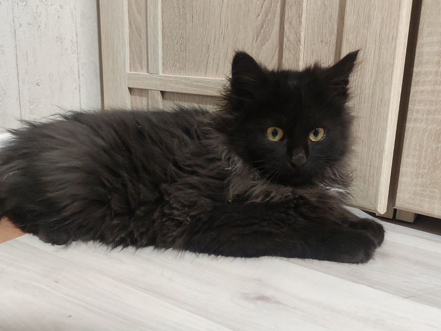 Котенок Найт в добрые руки