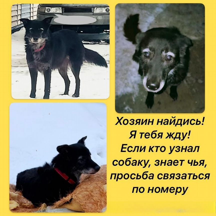 Собака ждёт хозяина