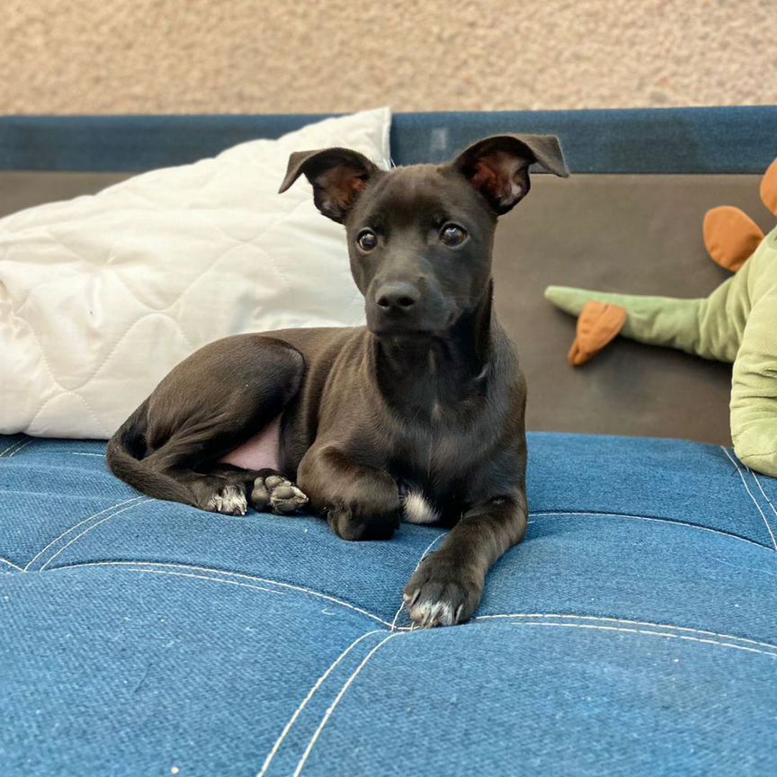 Щенок в добрые руки