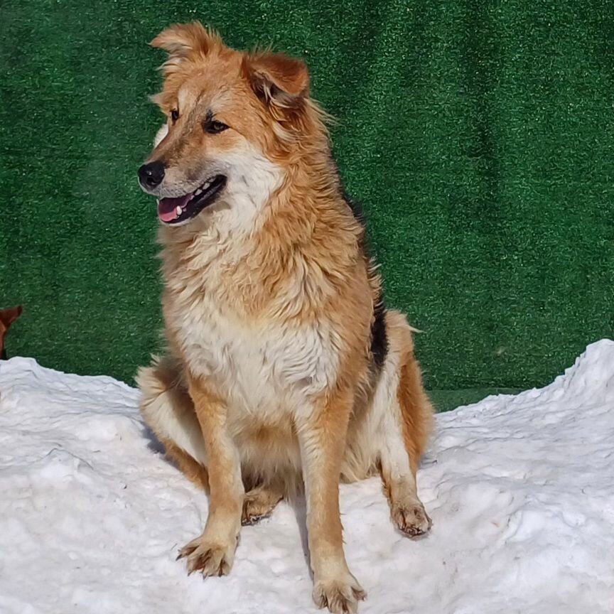 Шейли ищет дом