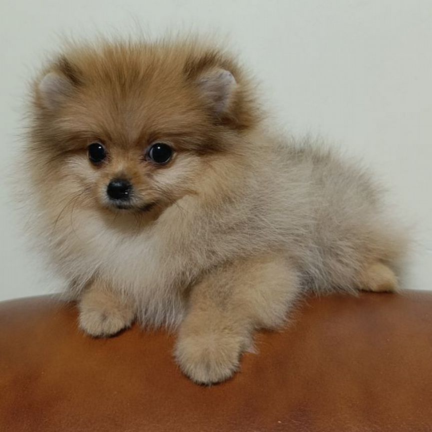 Померанский шпиц, щенок