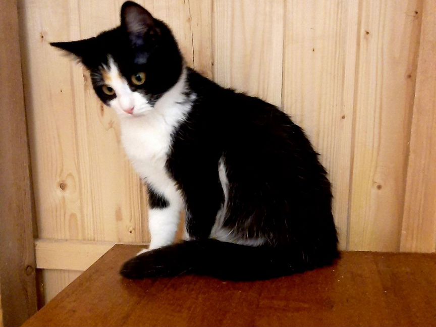 Котенок в добрые руки