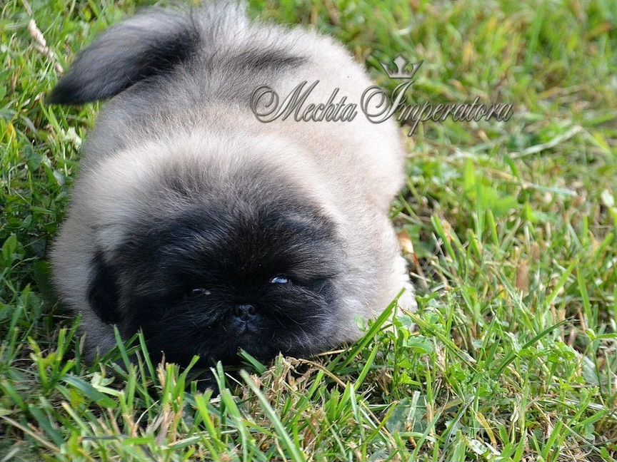 Красавчики