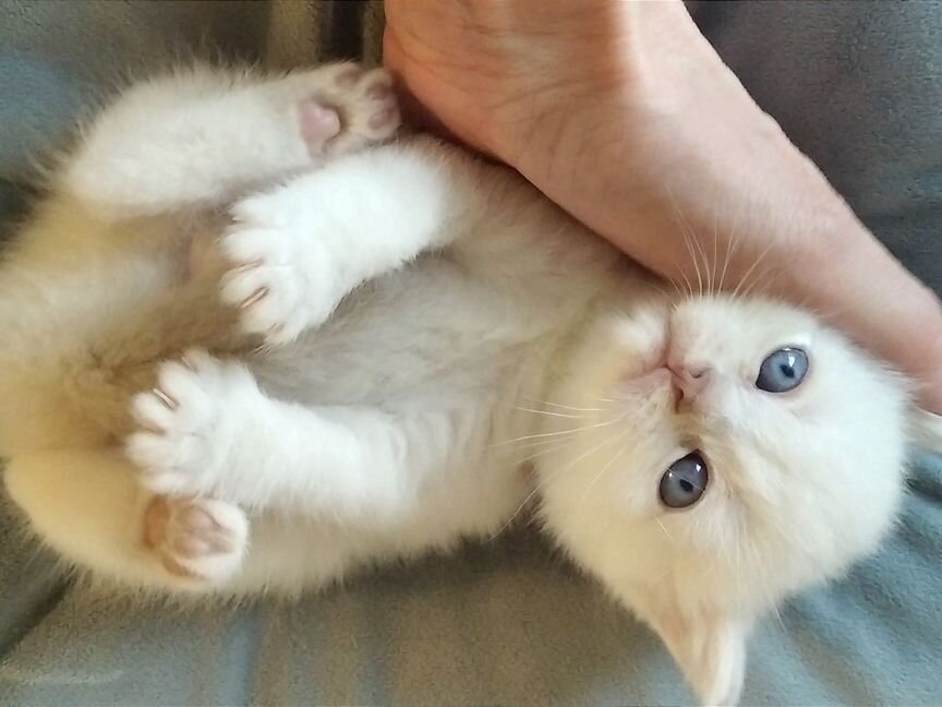 Шотландские котята