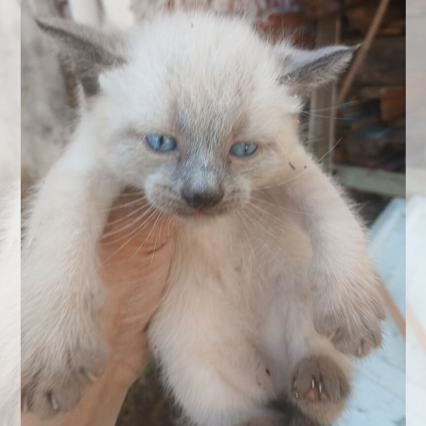 Сиамский котёнок