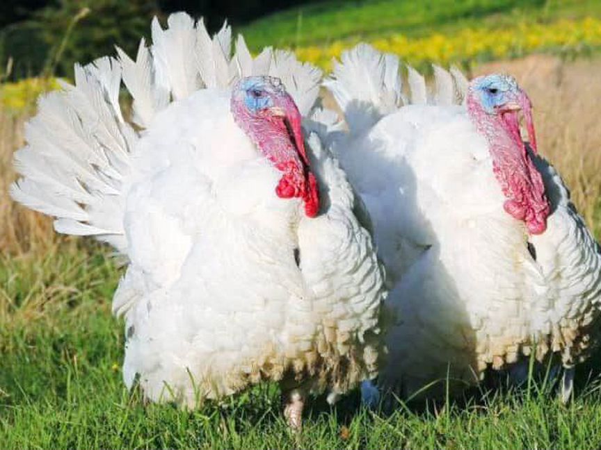 Домашняя птица утки идюки