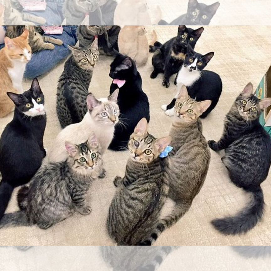 Котики из приюта, хотят домой, ищут семью